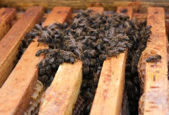 Rusty Burlew, Author at Backyard Beekeeping